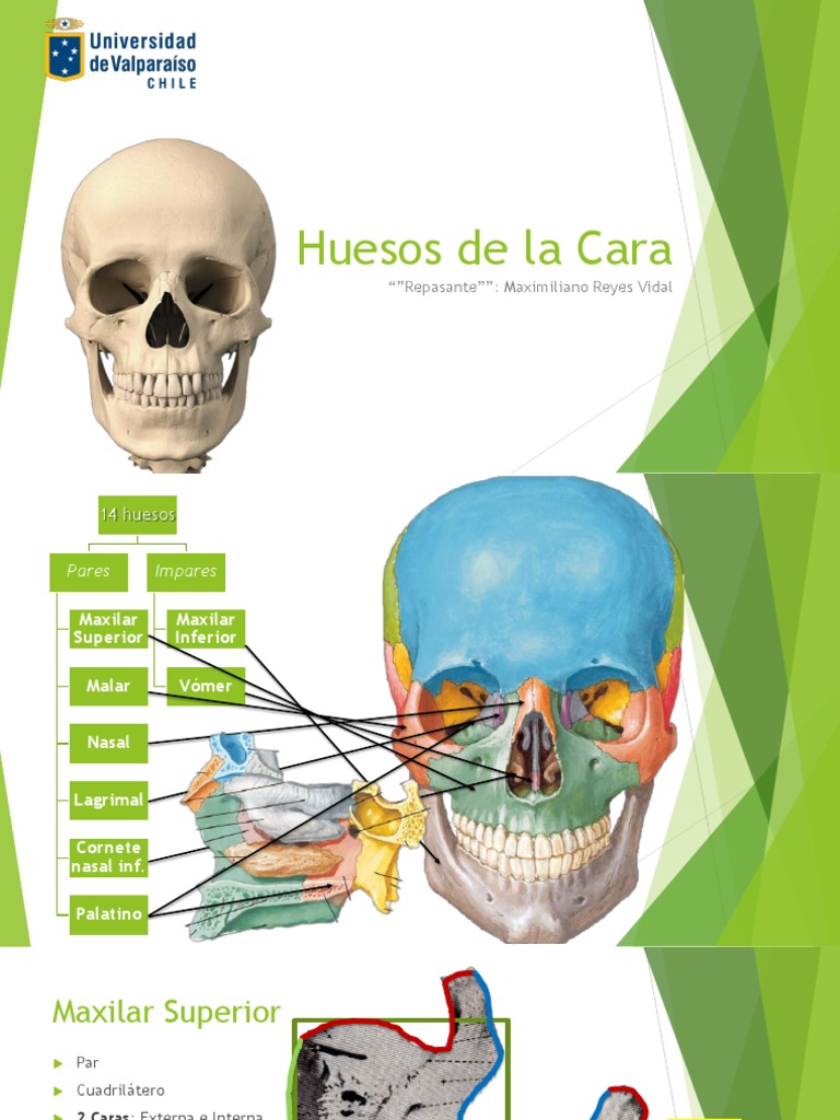 Anatomía - Huesos de La Cara | PDF | Sistema esquelético | Cabeza y ...