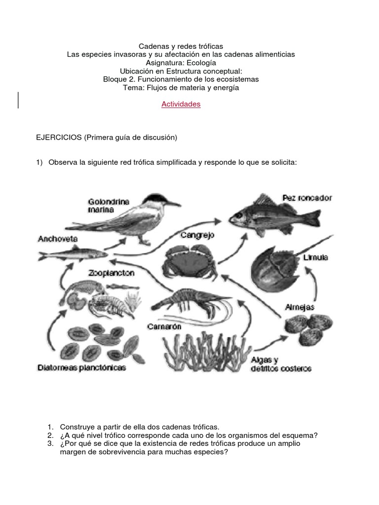 cadenas-tr-ficas-ejercicios-pir-red-alimentaria-ecolog-a