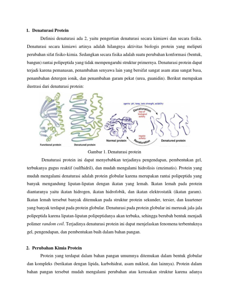 Denaturasi Protein | PDF