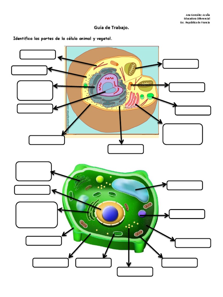 Guía de Trabajo.: Identifica las partes de la célula animal y vegetal