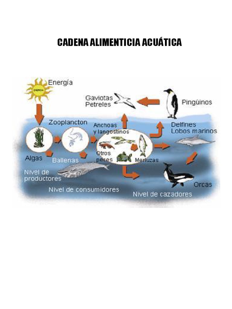 Cadena Alimenticia Acuática