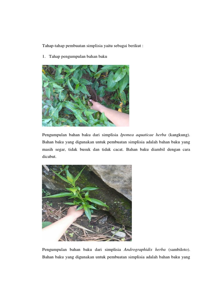 Tahapan Pembuatan Simplisia Herbal | PDF