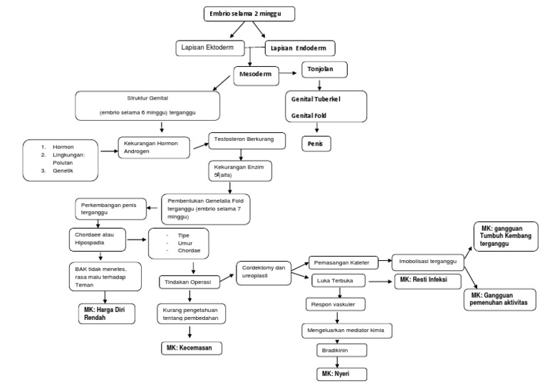 Pathway Hipospadia | PDF
