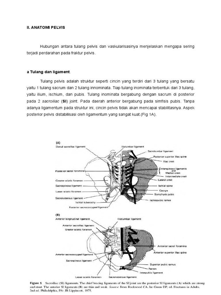 Anatomi Pelvis | PDF | Sains & Matematika