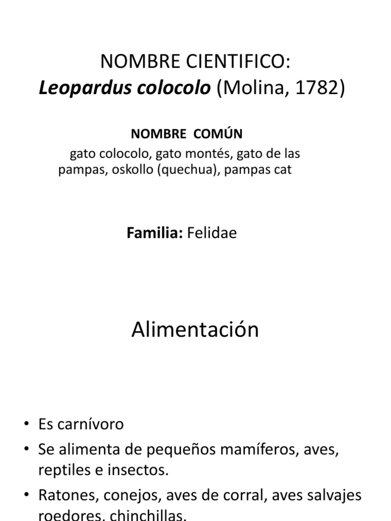 Gato Colocolo: Hábitat y Alimentación | PDF | Ciencia y matemáticas