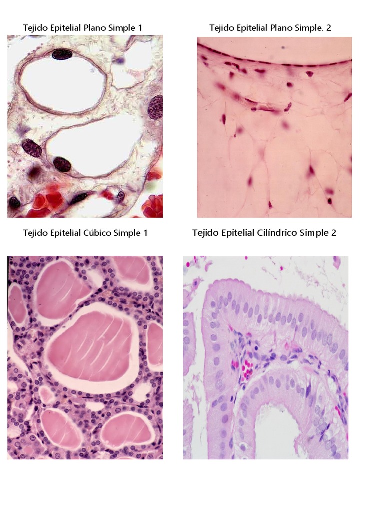 Tejido Epitelial Plano Simple 1 | PDF