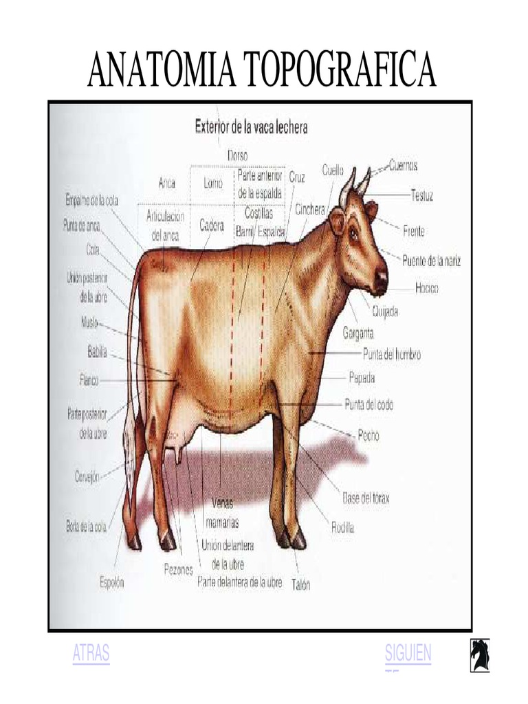 Anatomia de Bovino PDF | Vacas | Leche