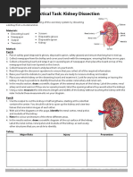 Kidney Model Project Instructions | PDF | Kidney | Urinary System