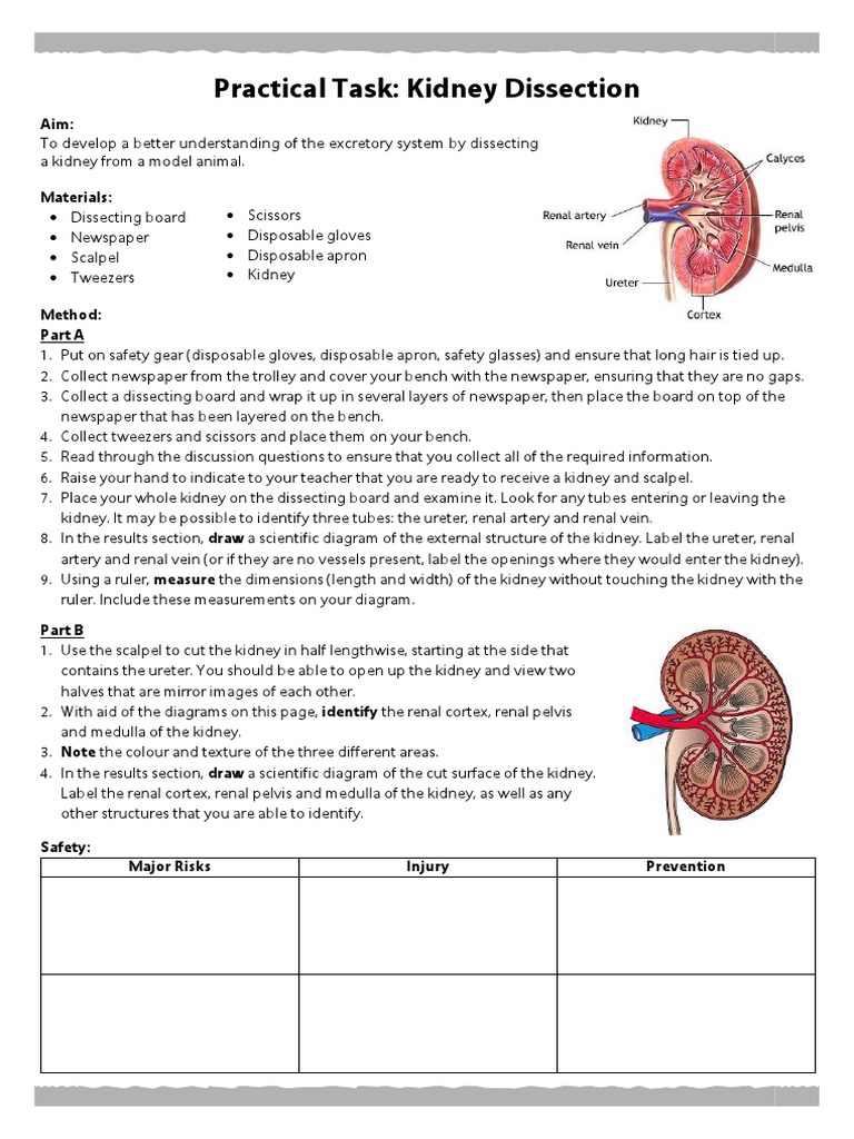 Kidney Dissection Practical Sheet | PDF | Kidney | Organ (Anatomy)