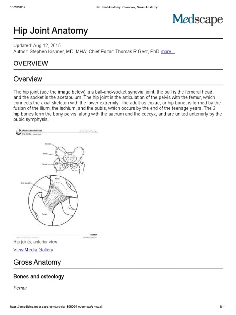 Hip Joint Anatomy - Overview, Gross Anatomy | PDF | Hip | Pelvis