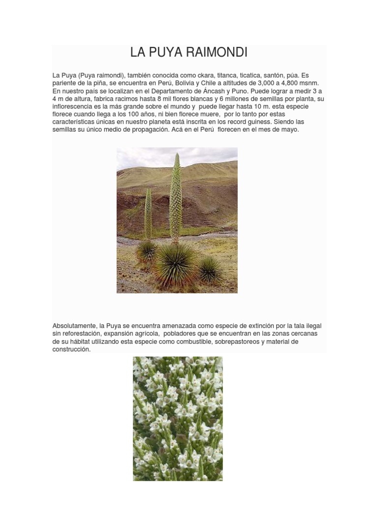 La Puya Raimondi | PDF