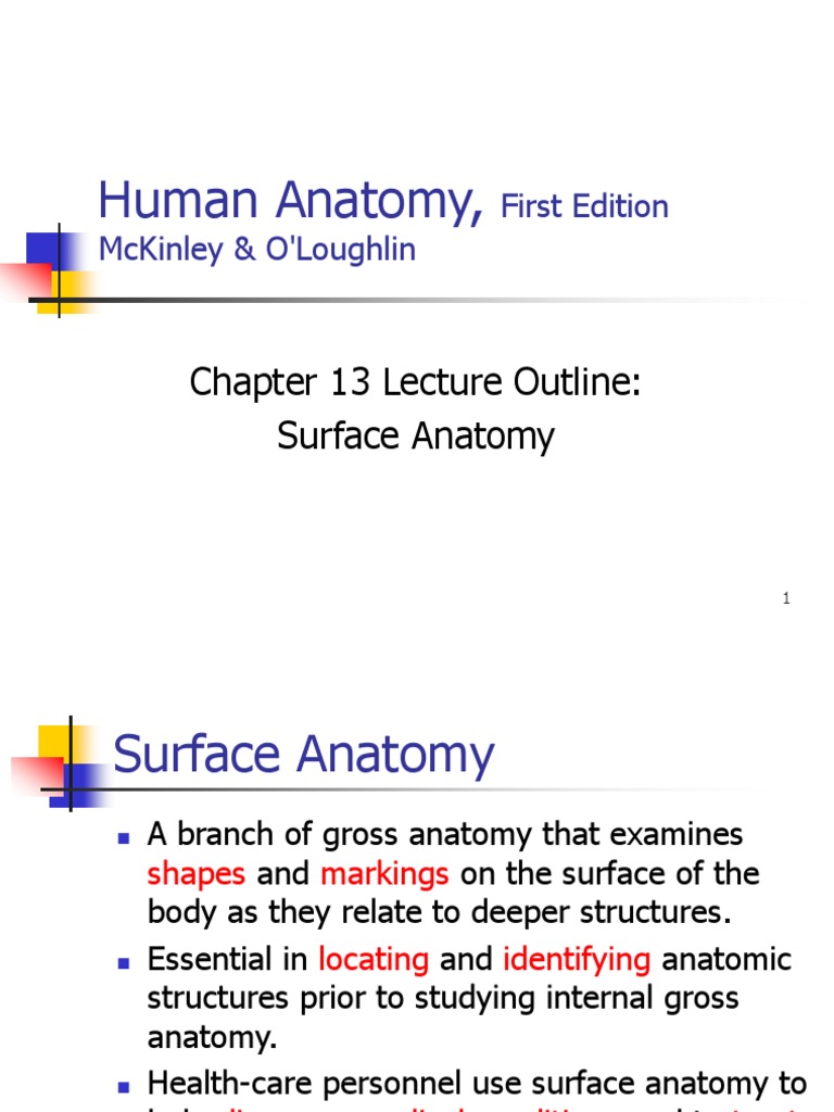 Human Anatomy,: Chapter 13 Lecture Outline: Surface Anatomy | PDF ...