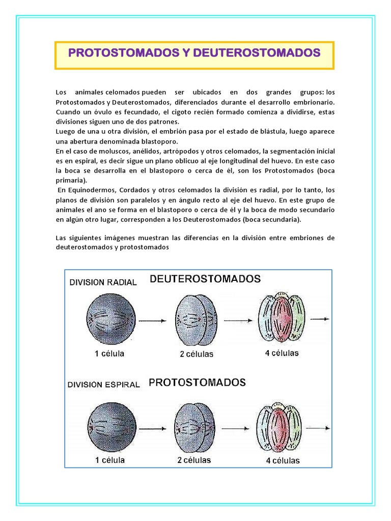 Protosotomados y Deuterostomados | Protostomas | Anatomía
