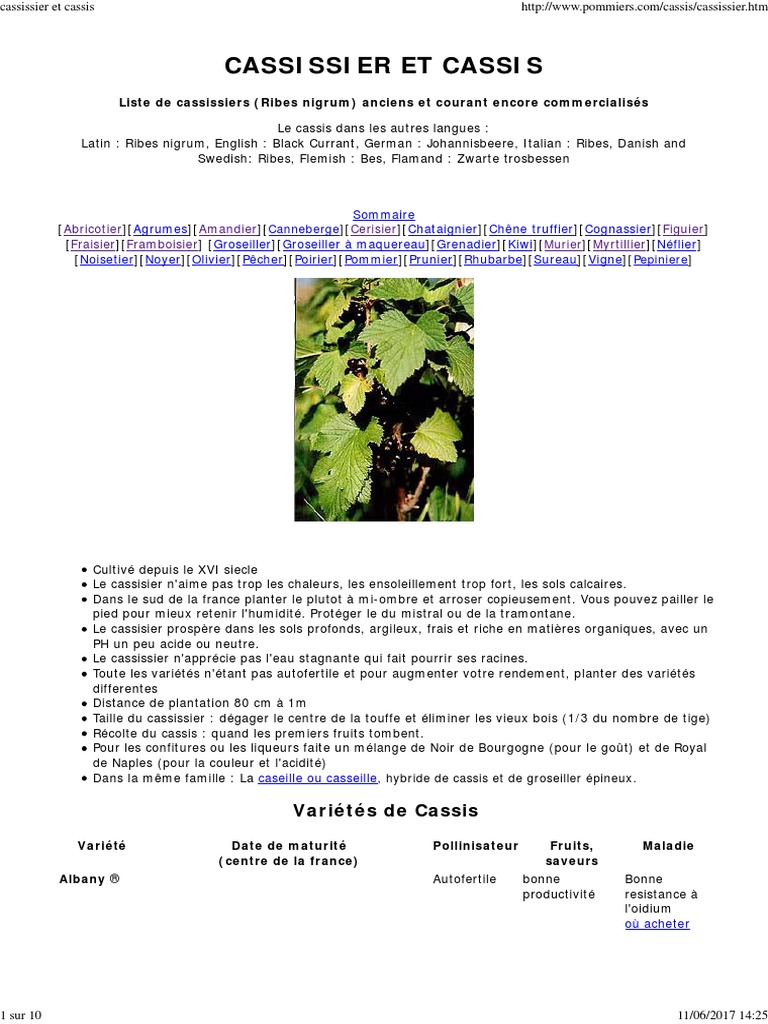 Cassissier Et Cassis | PDF | Plantes | Horticulture et jardinage