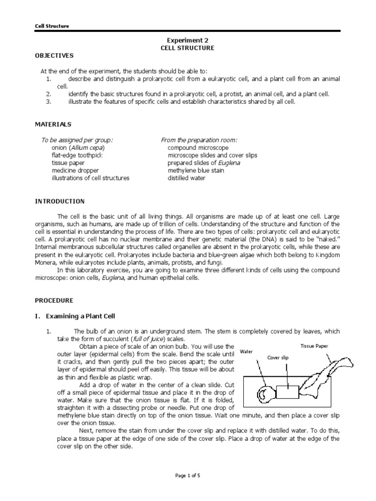 Experiment 2 - Cell Structure | PDF | Eukaryotes | Cell (Biology)