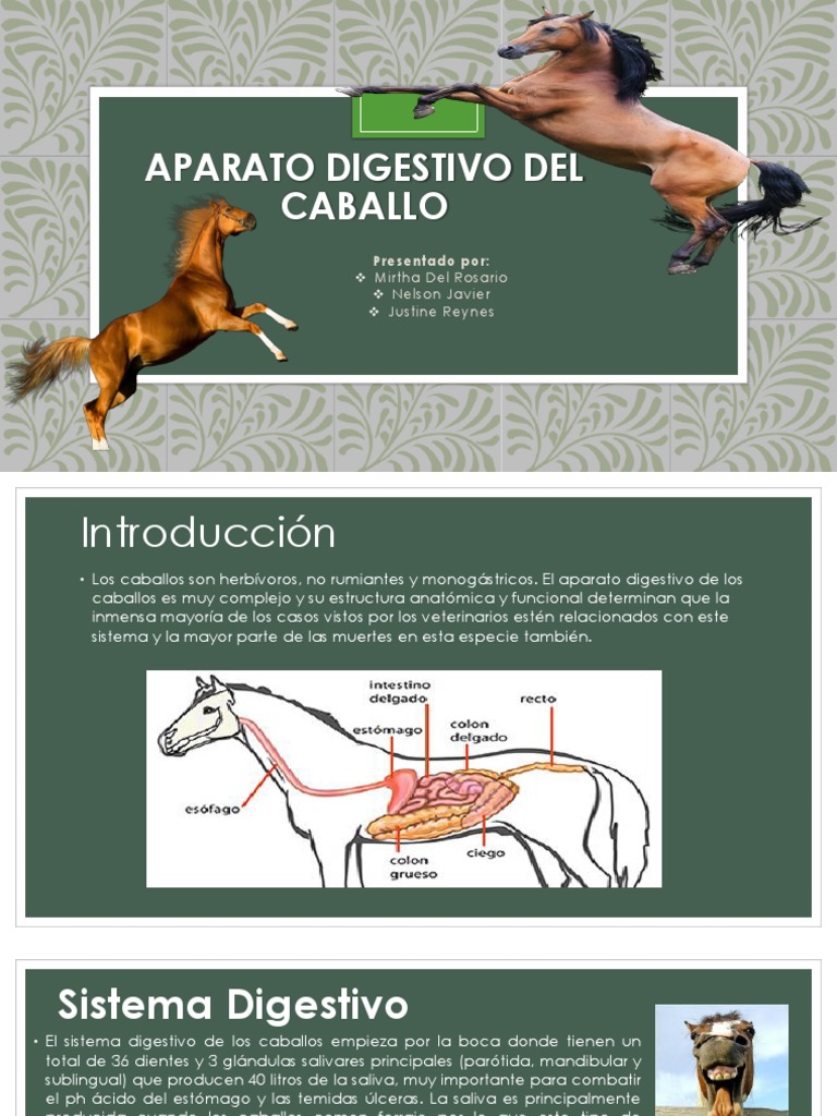 Aparato Digestivo Del Caballo | PDF | Sistema digestivo humano ...