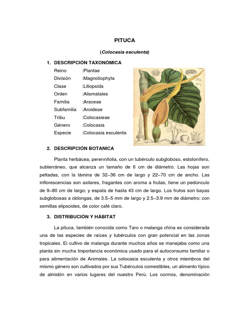 Pituca | PDF | Plantas | Comida y bebida