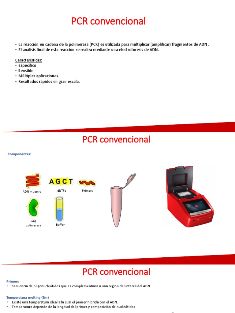 Componentes y Fases de la PCR Convencional | PDF | Reacción en cadena ...