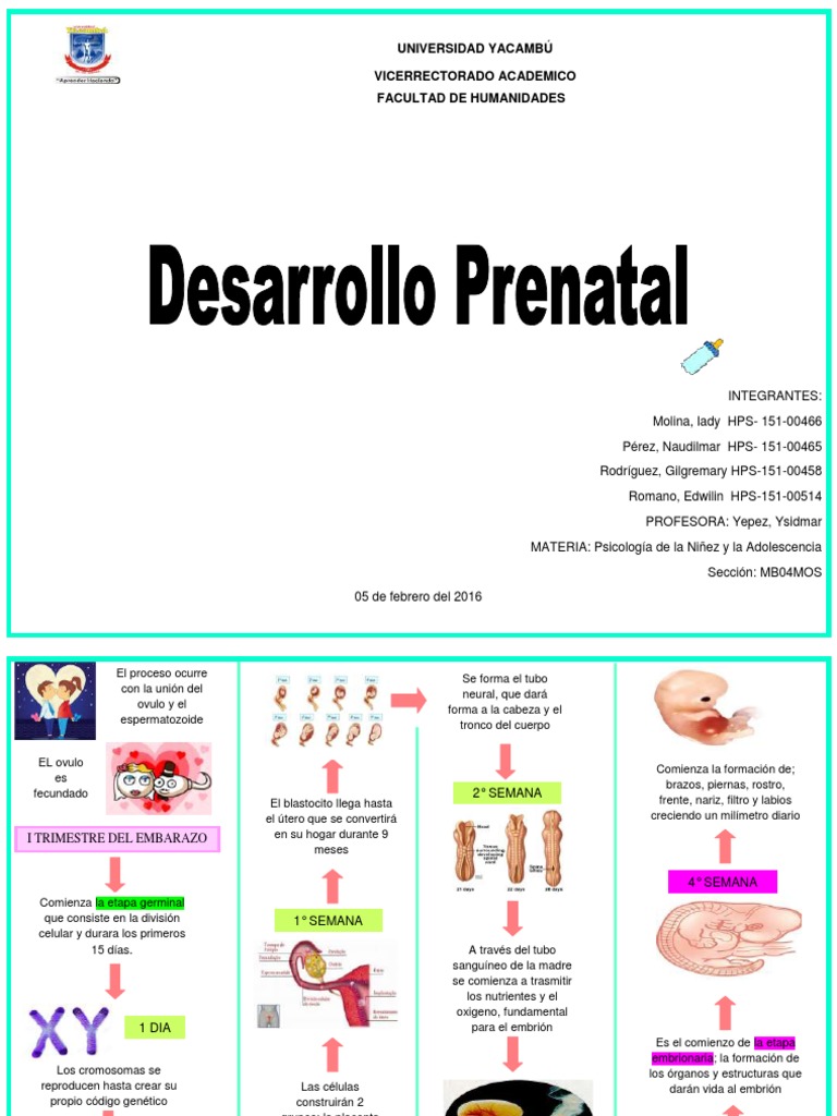 Etapas Del Desarrollo Prenatal | Feto | El embarazo