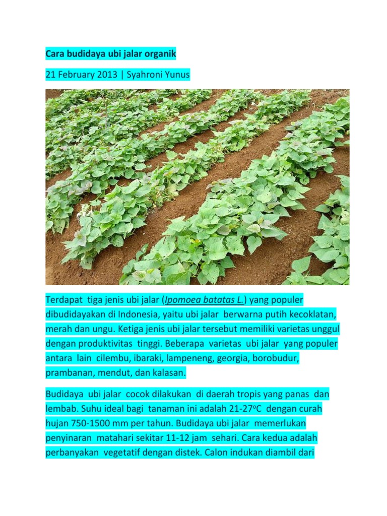 Cara Budidaya Ubi Jalar Organik | PDF