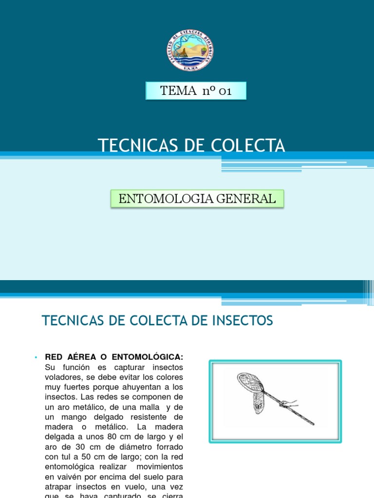 TECNICA DE COLECTA Y PRESERVACION DE INSECTOS TEMA 1 Y 2j | PDF ...
