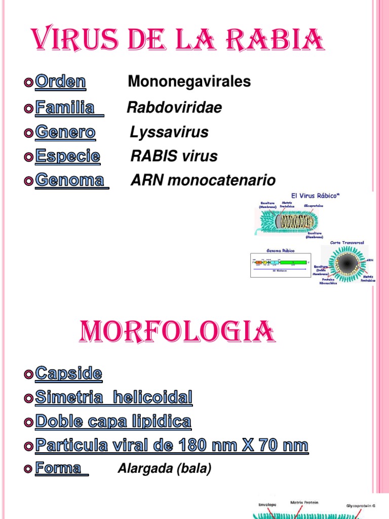 Virus de La Rabia PDF | PDF | Microorganismo | Biotecnología