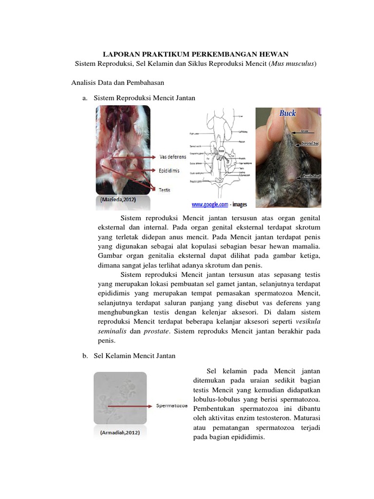 4 Sistem Reproduksi Sel Kelamin Dan Siklus Reproduksi Mencit | PDF