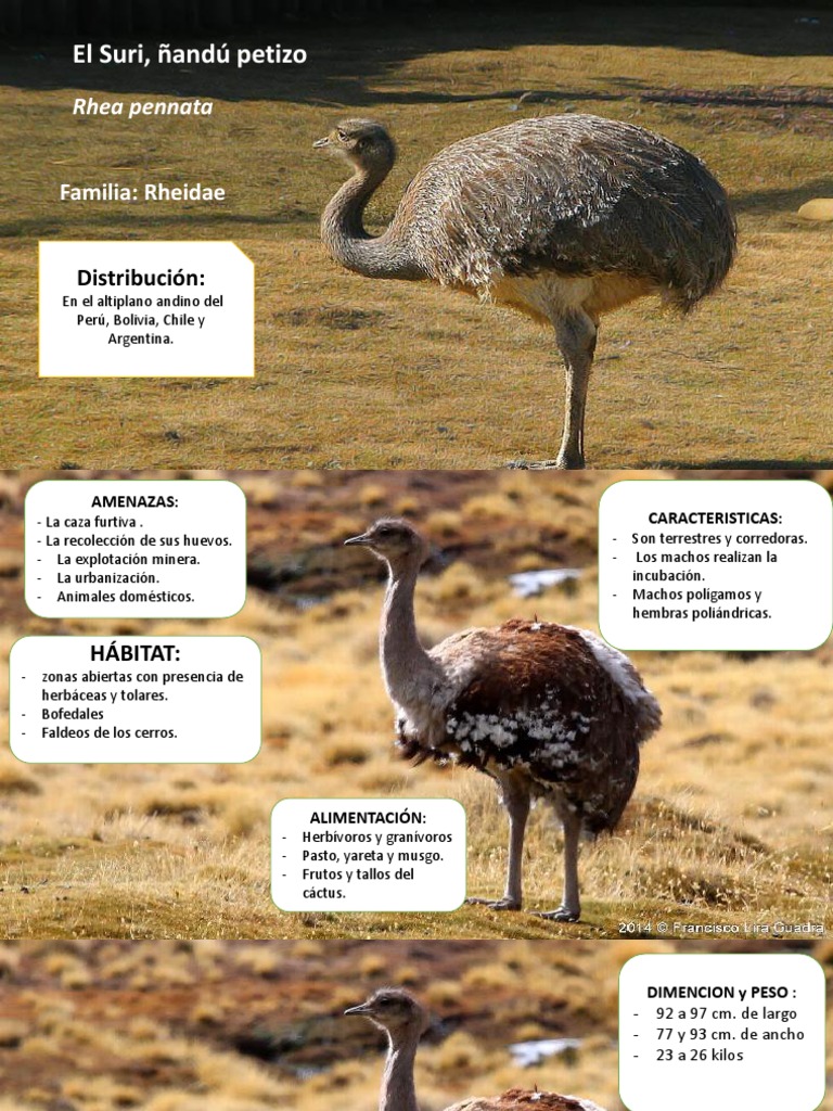 El Suri, ñandú petizo: Rhea pennata