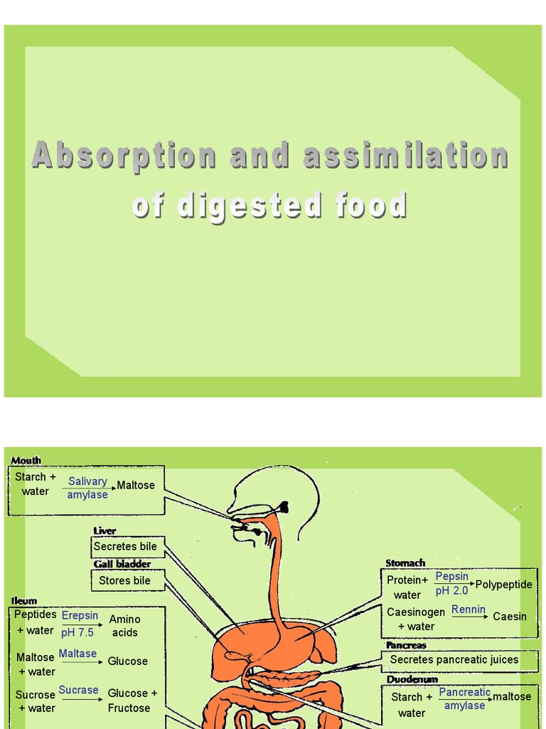 6.5 Absorption and Assimilation of Digested Food | PDF | Digestion ...