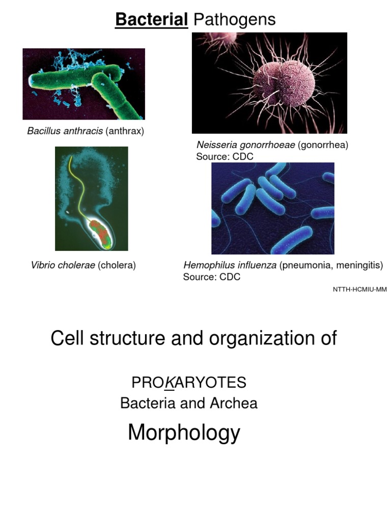 Bacterial Structure | PDF | Archaea | Cell Wall