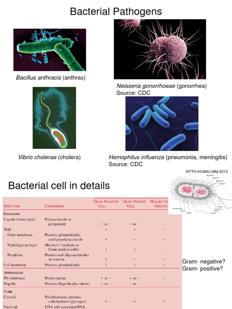 Bacterial VirulenceFactors and Pathogenicity | PDF | Lipopolysaccharide ...