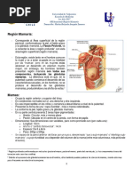 Anatomía y Función de la Mama Femenina | PDF | Pecho | Sistema linfático