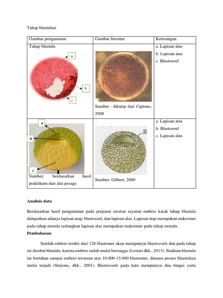 Tahap Blastulasi | PDF
