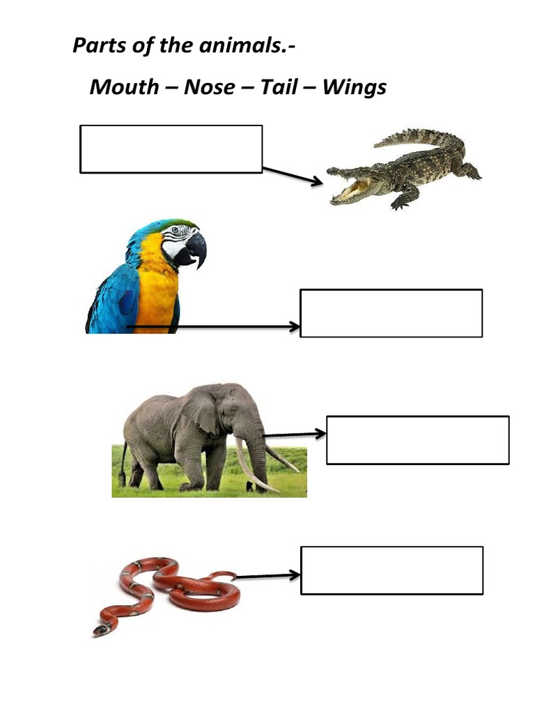 Parts of The Animals.-Mouth - Nose - Tail - Wings | PDF
