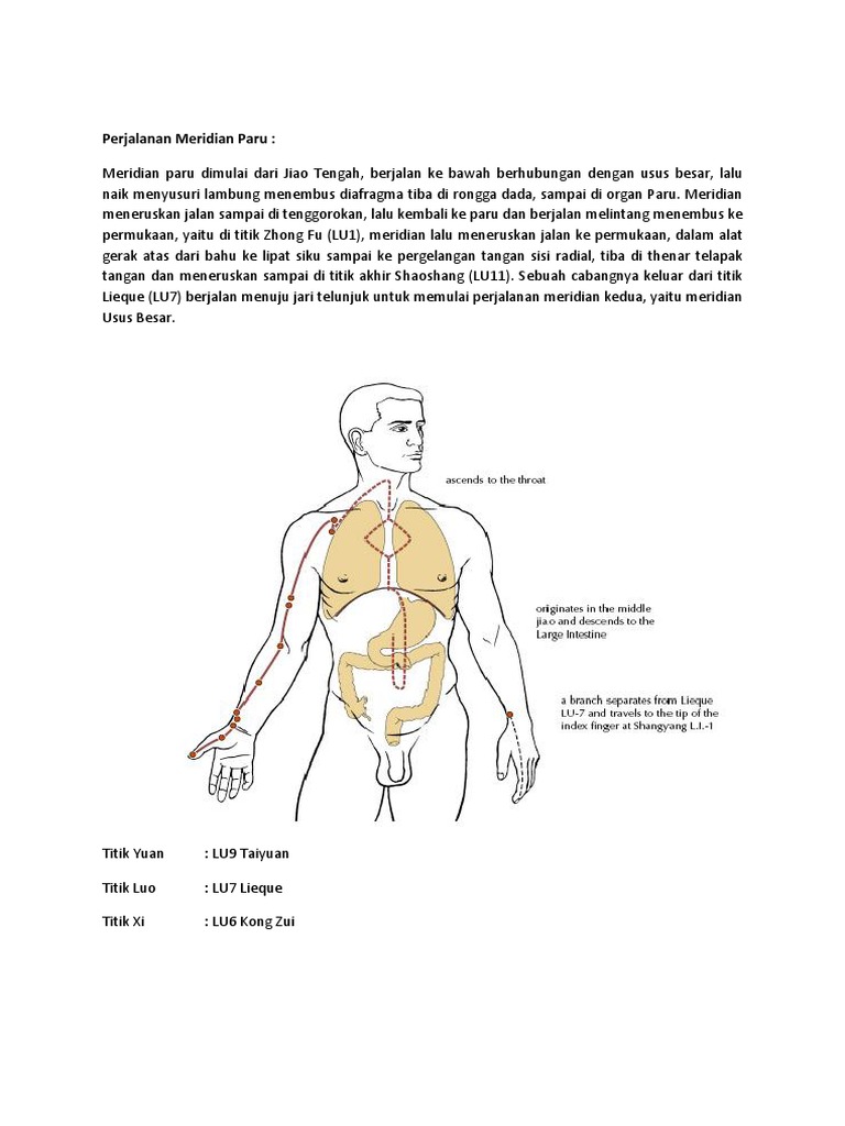 MERIDIAN PARU DAN USUS BESAR | PDF