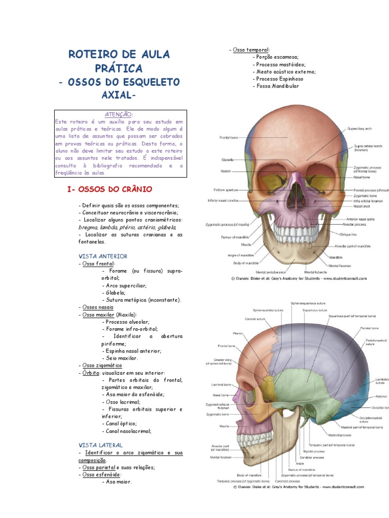 5 Roteiro Axial | Crânio | Anatomia