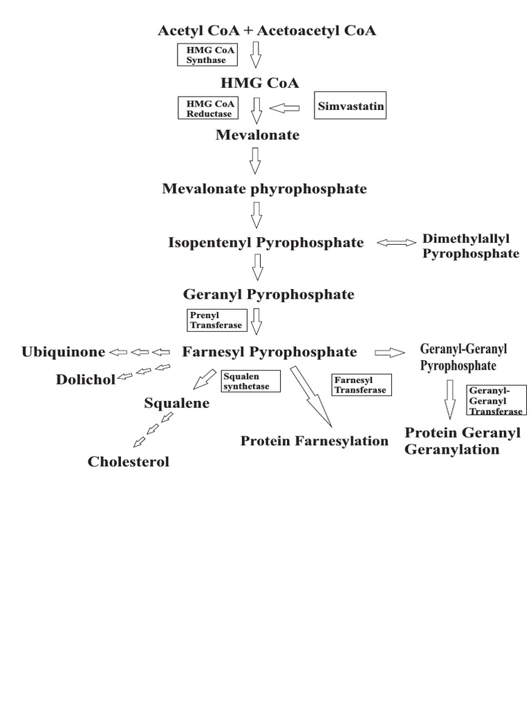 Acetyl Coa + Acetoacetyl Coa: Dimethylallyl Pyrophosphate
