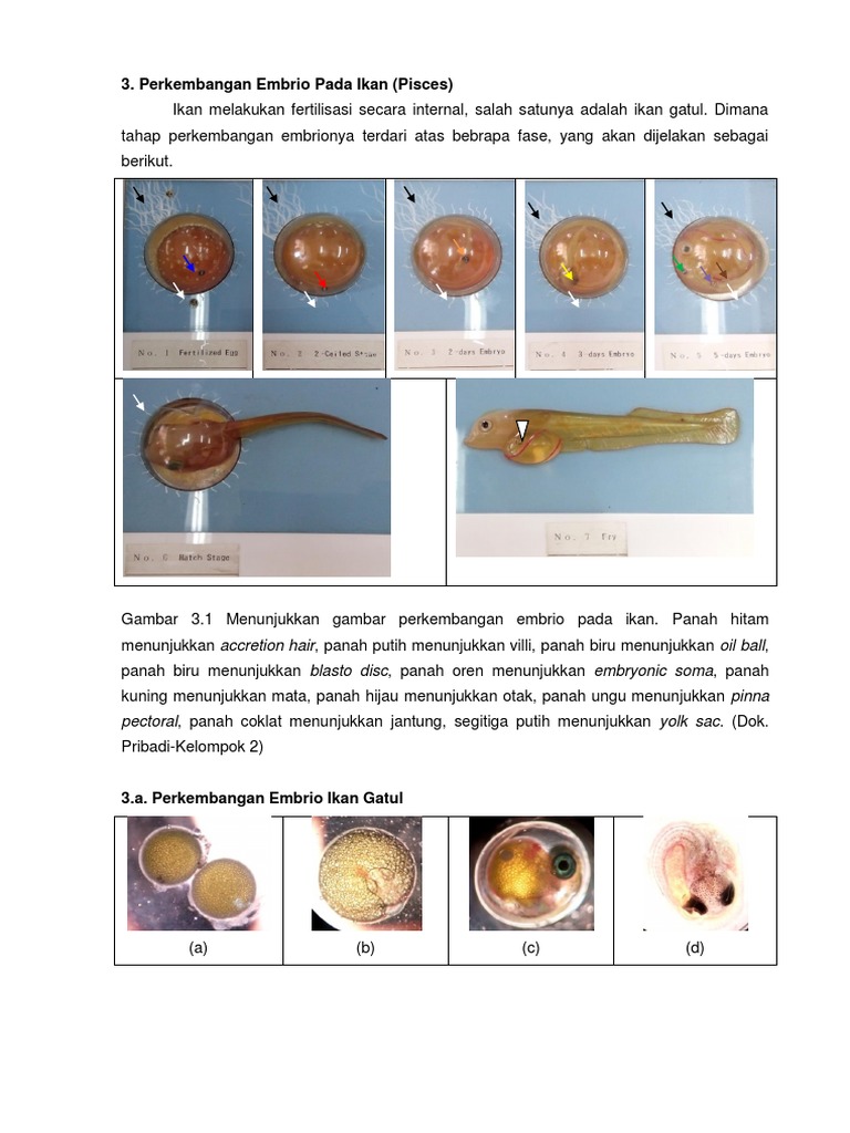 Perkembangan Embrio Pada Ikan | PDF