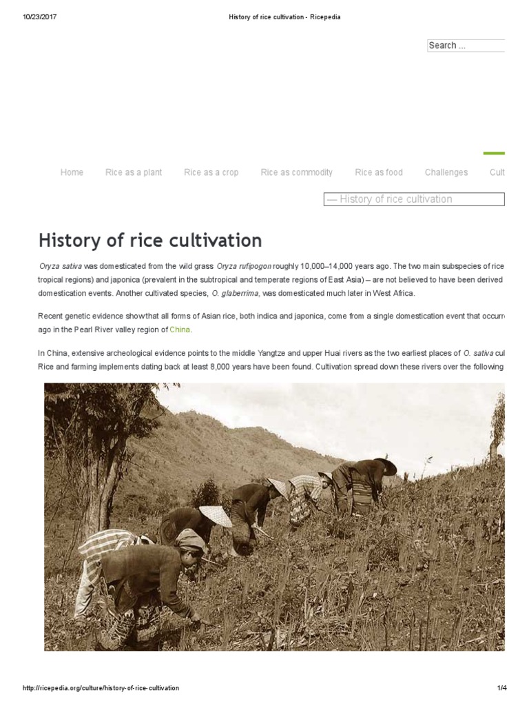 History of Rice Cultivation - Ricepedia | PDF | Rice | Slavery