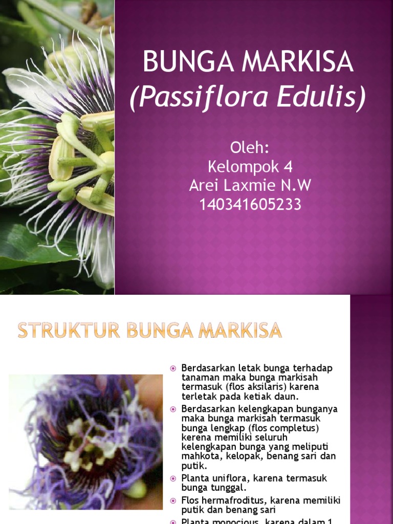 Pengamatan Bunga Markisa (Passiflora Edulis) | PDF | Sains & Matematika
