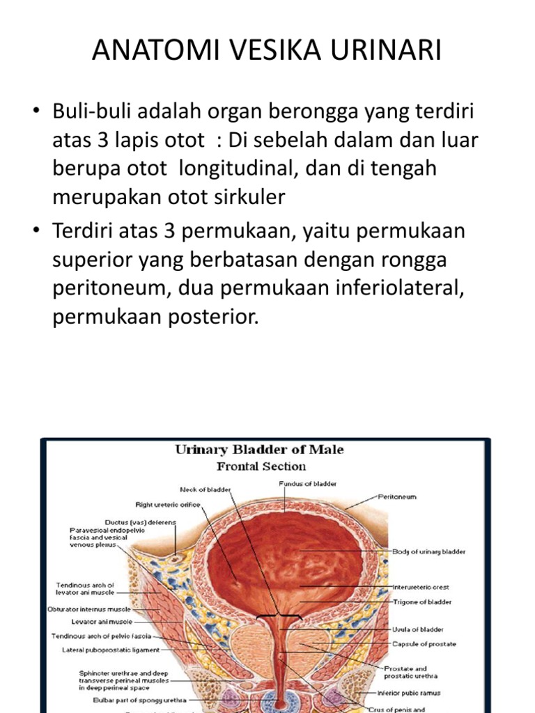 Anatomi Vesika Urinari | PDF