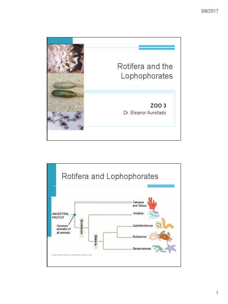 Z3-Gnathifera and The Lophophorates PDF | PDF | Protostomes | Organisms
