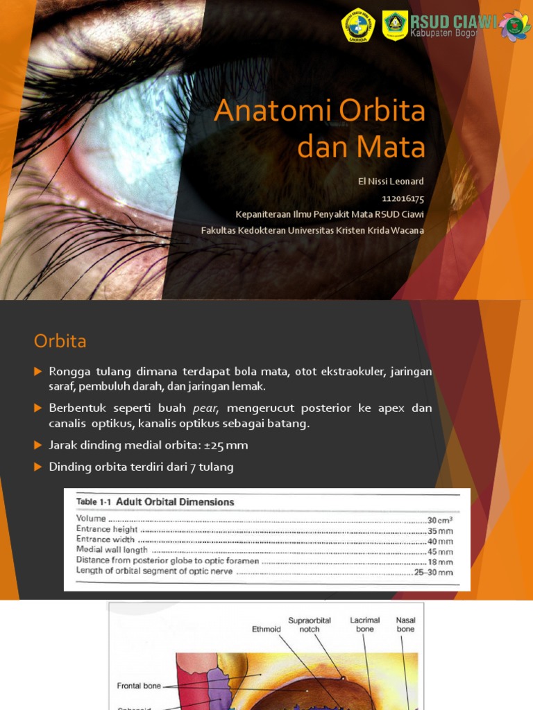 Anatomi Orbita Dan Mata | PDF