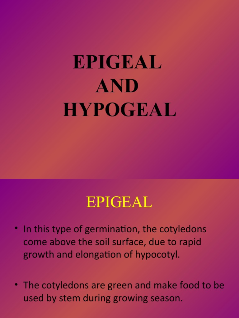 Epigeal and Hypogeal Presentation | PDF