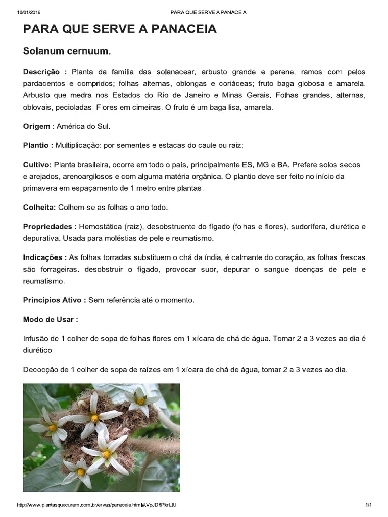 Solanum Cernuum Panacéia 1 | PDF