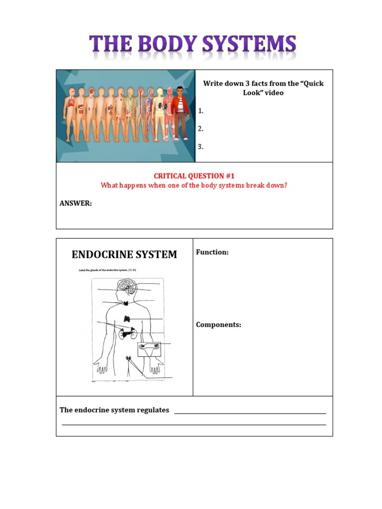 body systems lecture notes | Circulatory System | Lymphatic System
