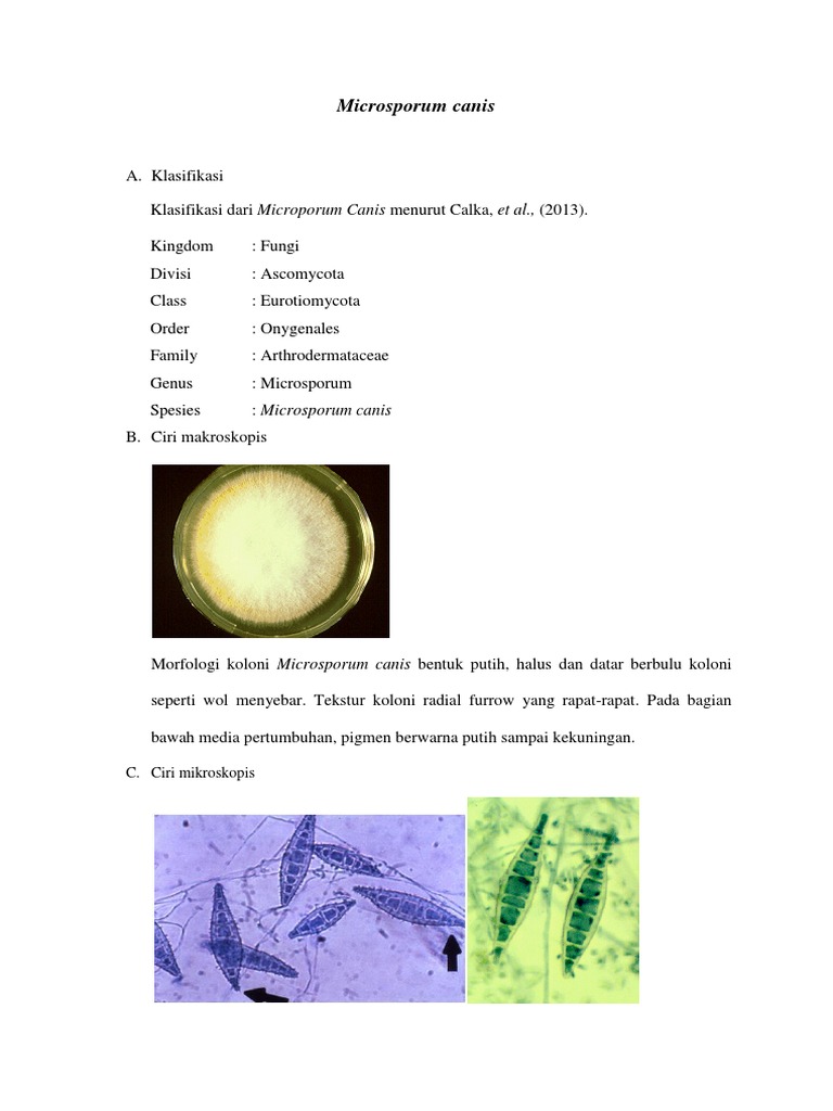 Microsporum Canis | PDF