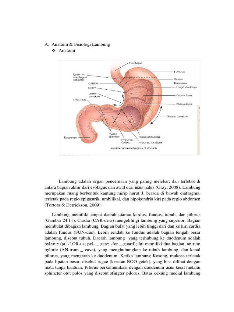 Anatomi Fisiologi Lambung | PDF | Kesehatan Holistik