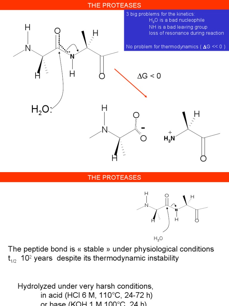 THE PROTEASES.pdf | Protease | Proteins