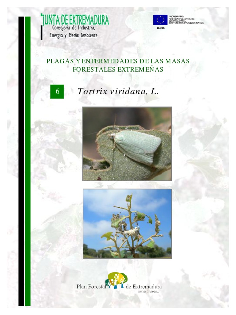 06 - Tortrix Viridana | PDF | Roble | Lepidópteros